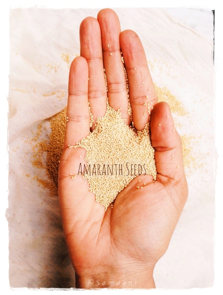Amaranth Seeds Upma – Samagni